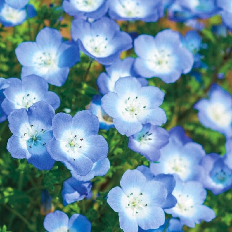200+ Baby Blue Eyes Seeds, Flower Seeds, Non GMO - Etsy