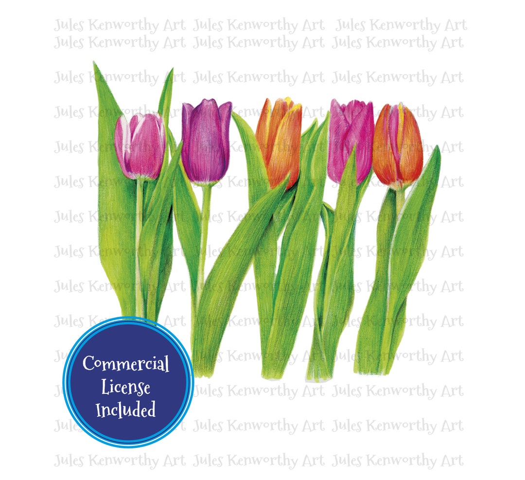Tulip Sublimation Artwork Tulip Clipart Tulip Download Tulip License ...