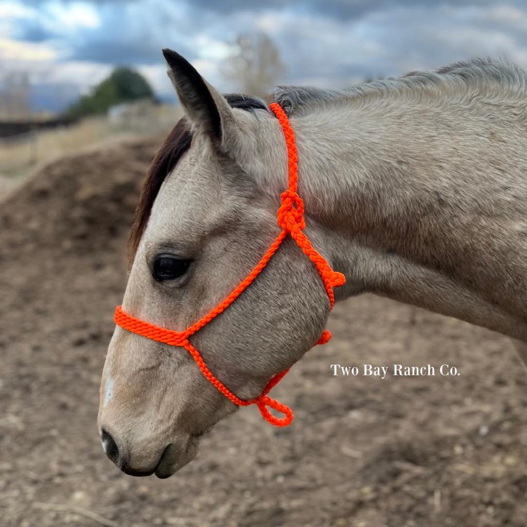 Blaze Orange Braided Paracord Horse Halter, High Visability, Paracord ...