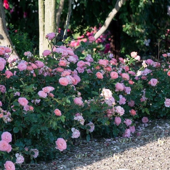Pre-planned Beginner Rose Garden - Etsy