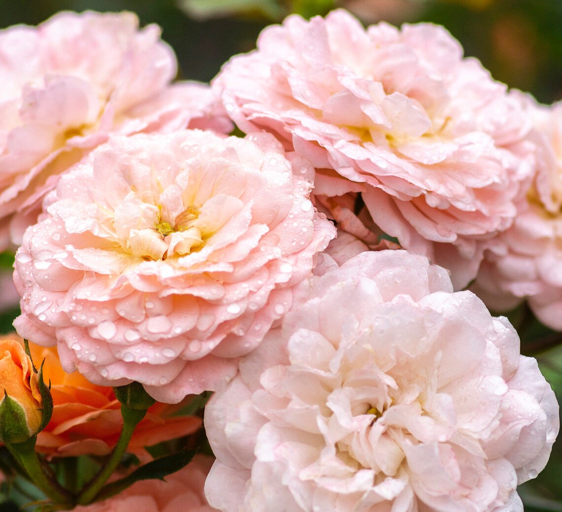 Pre-planned Beginner Rose Garden - Etsy