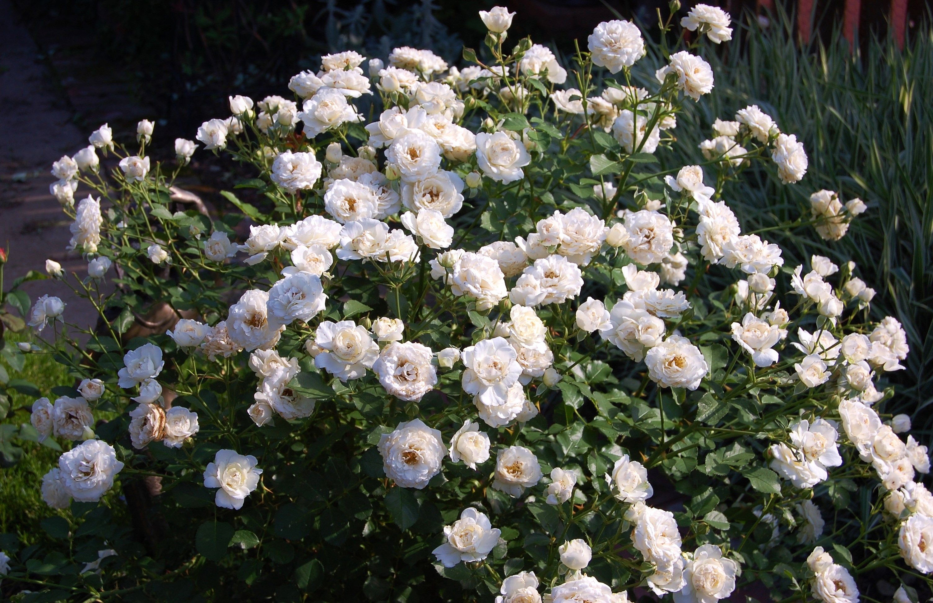 Pre-planned Beginner Rose Garden - Etsy