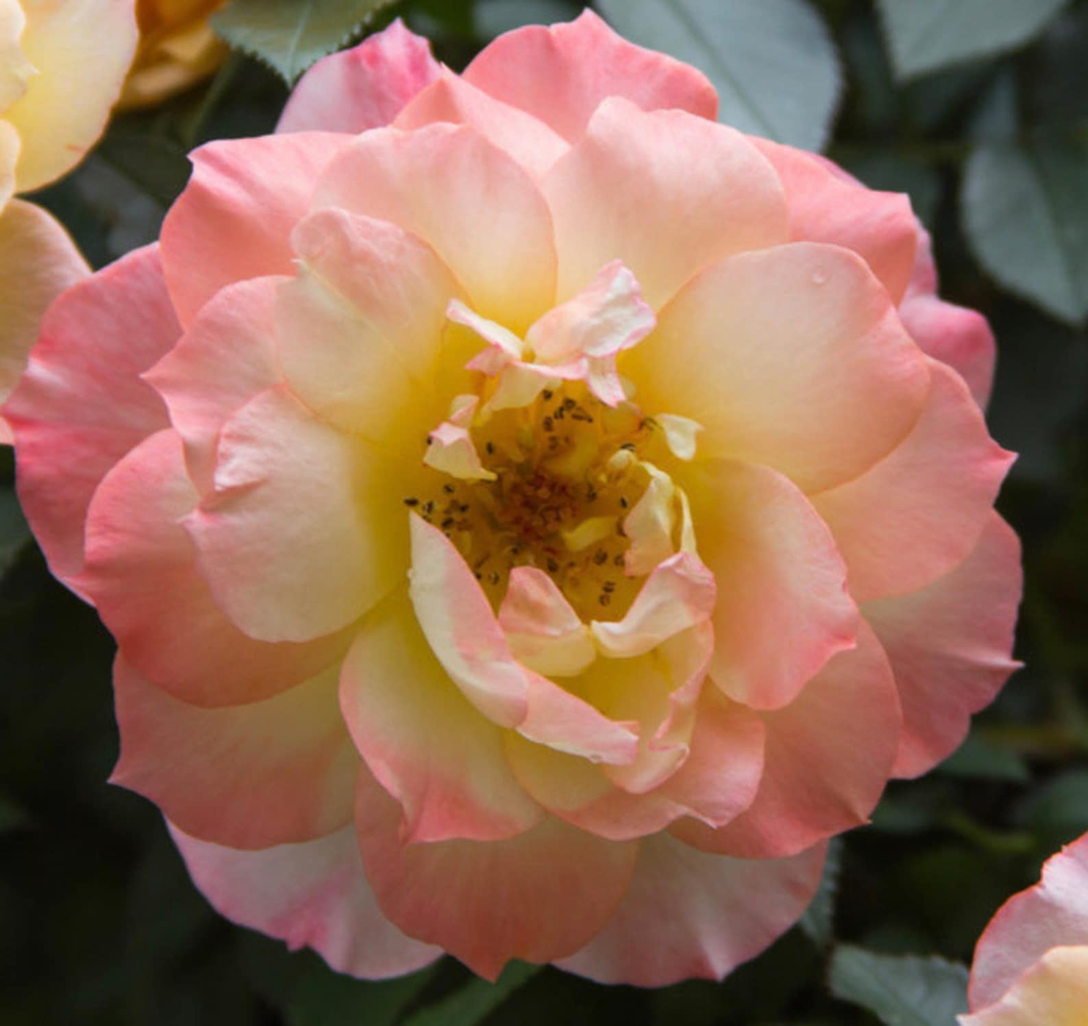 Pre-planned Beginner Rose Garden - Etsy