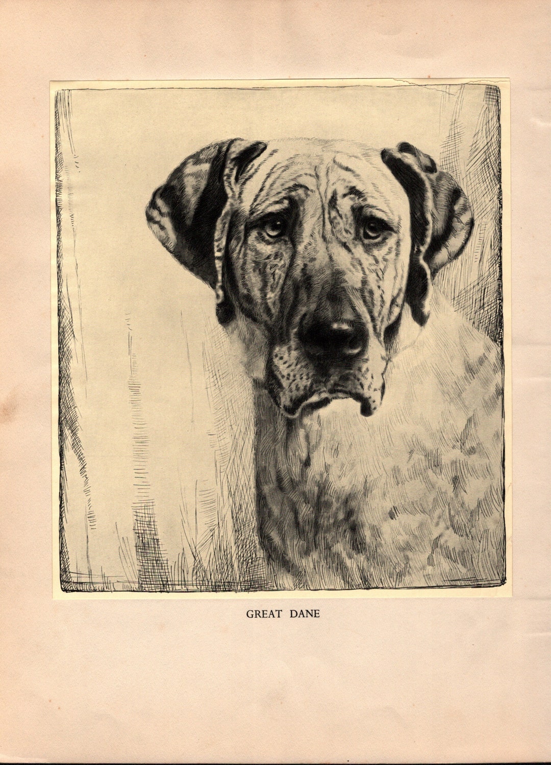 RARE 1930's Great Dane Vintage Lithograph Print 1931 - Etsy