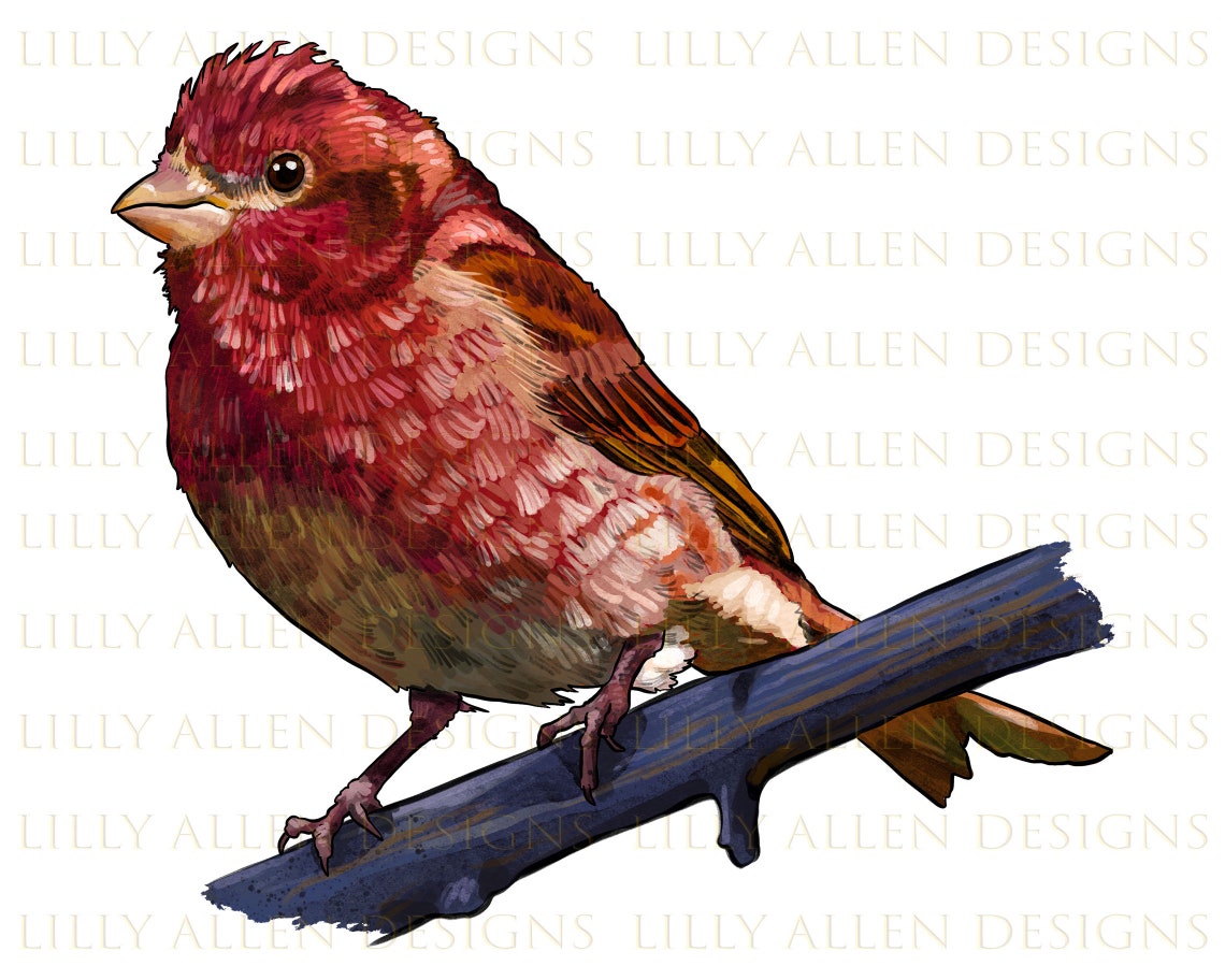 Purple Finch Bird Png Bird Png Sublimation Design Bird Png - Etsy