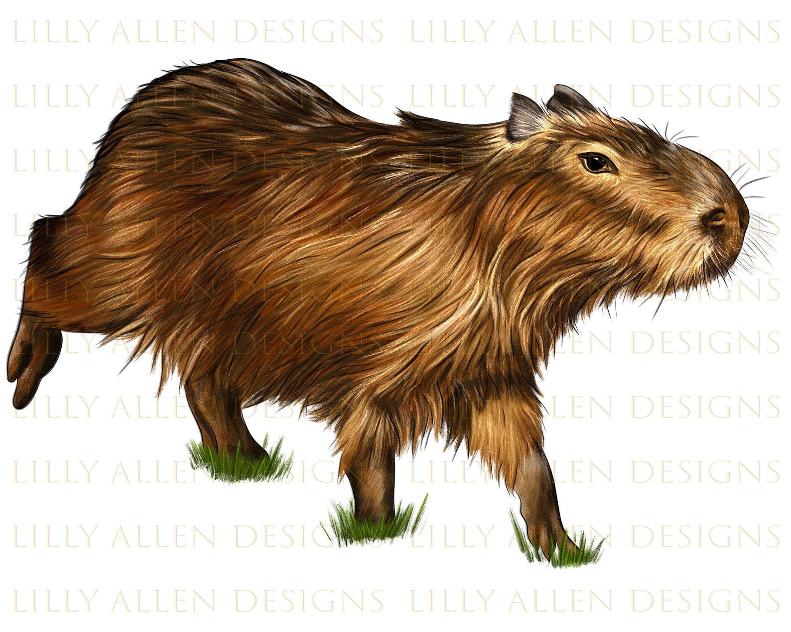 Capybara Illustrations Png Digital Download, Capybara Sublimation Png ...