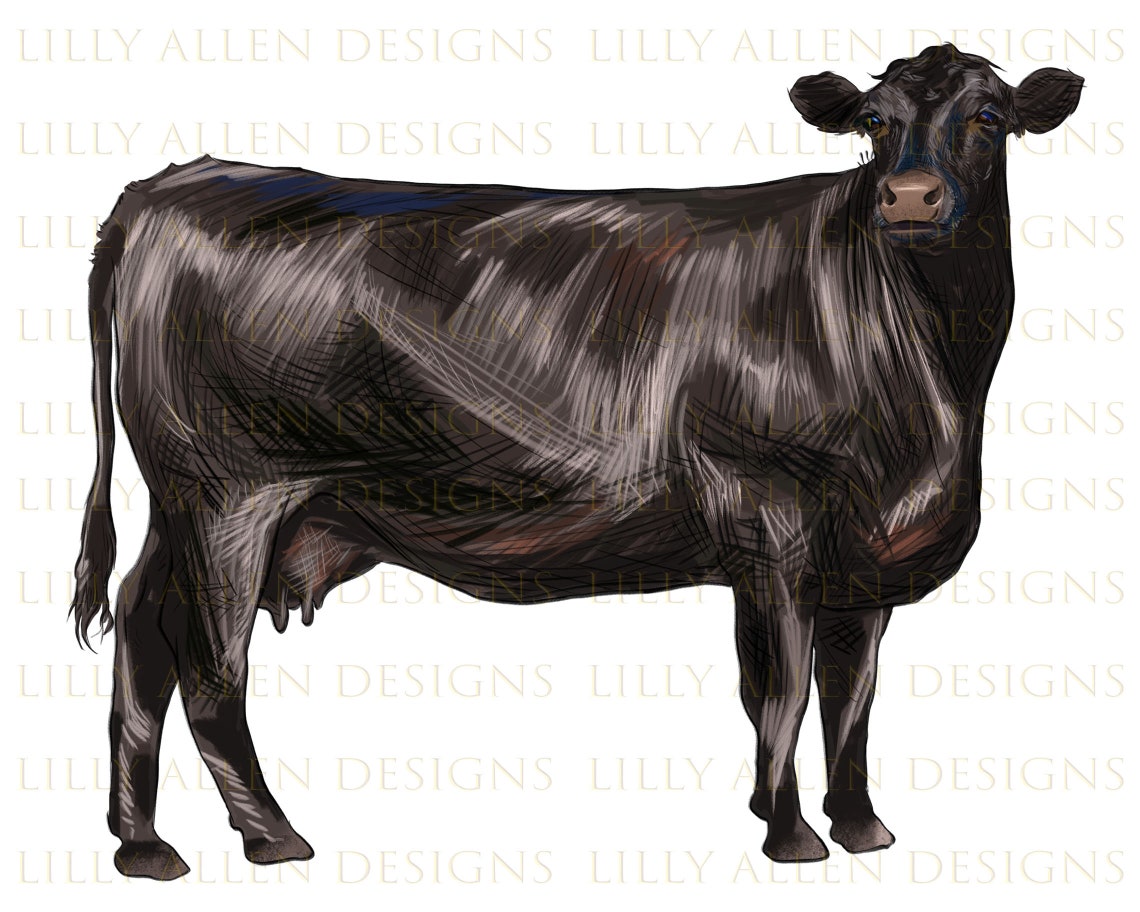 Black Angus Cow Illustrations Png Digital Download Cow Png - Etsy