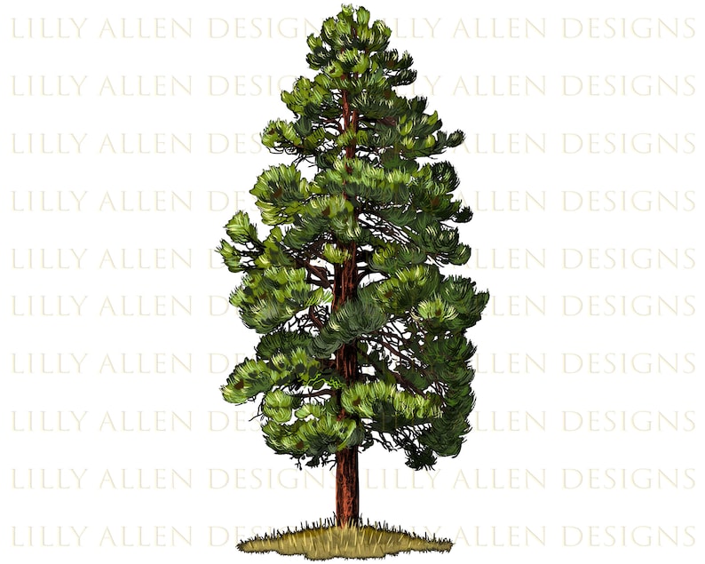 Ponderose Pine Tree Illustrations Png Digital Download, Pine Tree Png ...