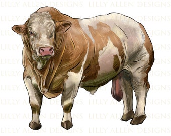 Simmental Bull Png, Western Simmental Bull Png, Cattle Png, Bull Png ...