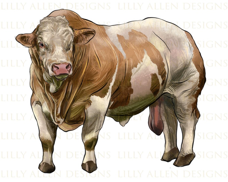 Simmental Bull Png Western Simmental Bull Png Cattle Png - Etsy