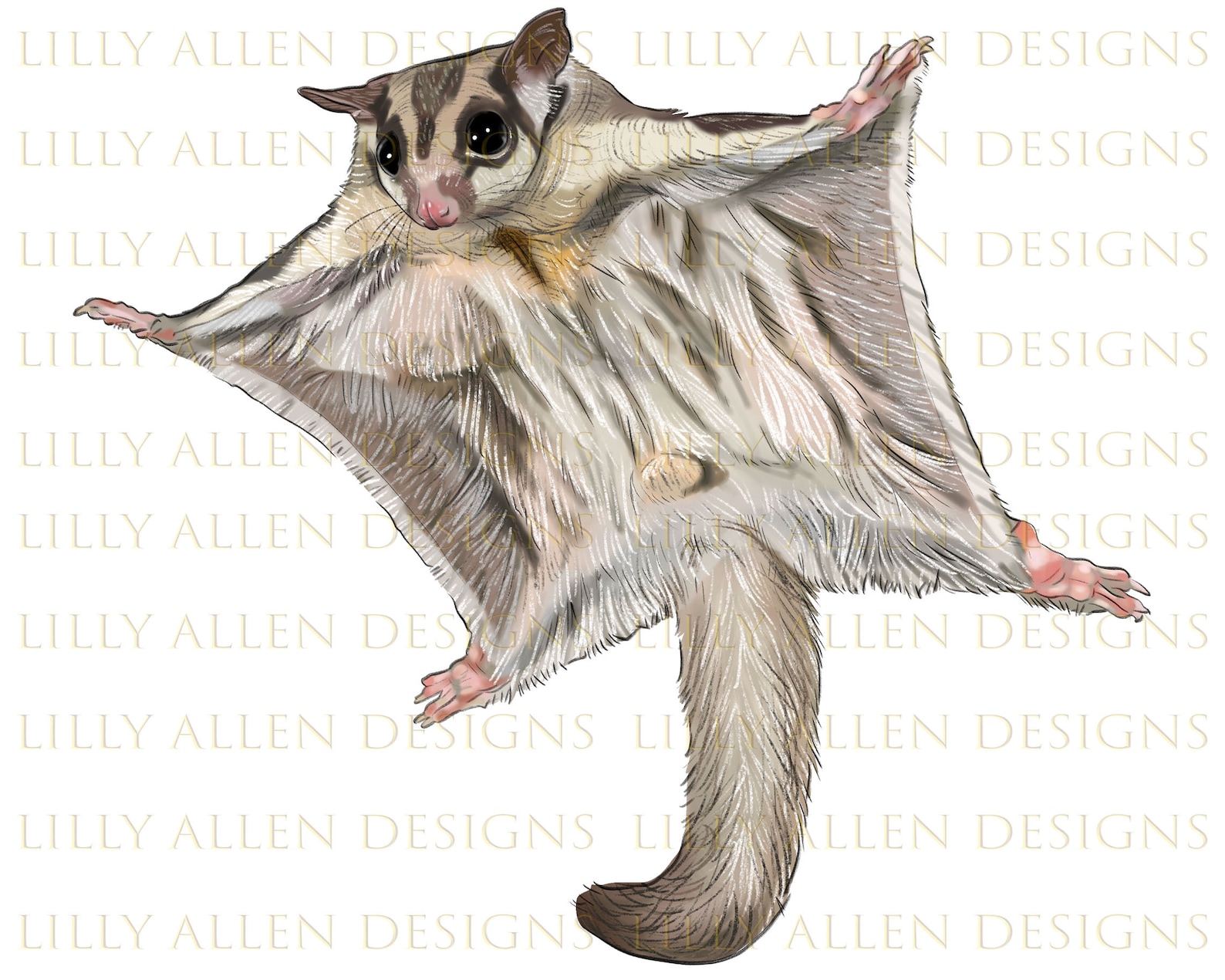 Sugar Glider Illustrations Png Digital Download Sugar Glider - Etsy