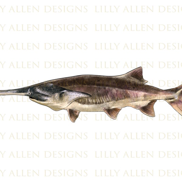 Paddlefish - Etsy