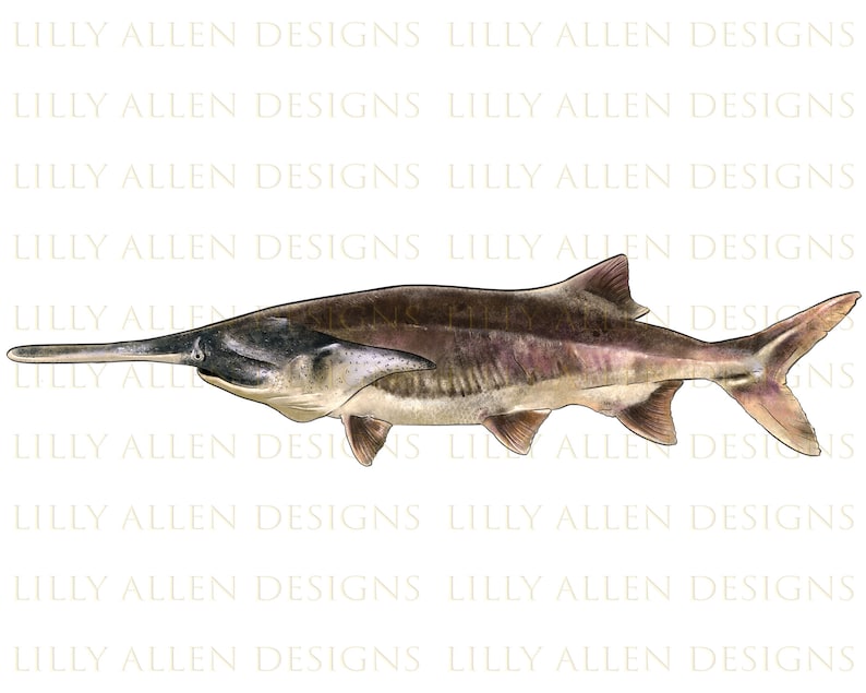 Paddlefish Illustrations Png Digital Download Fish - Etsy