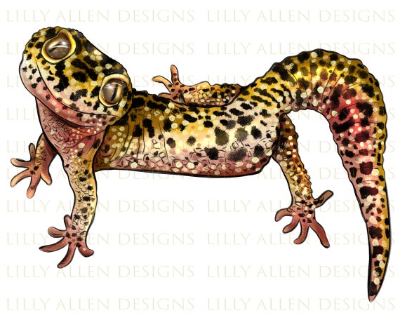 Gecko Lizard Illustrations Png Digital Downloadreptile | Etsy