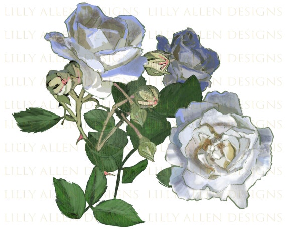 Climbing Roses Clipart Images