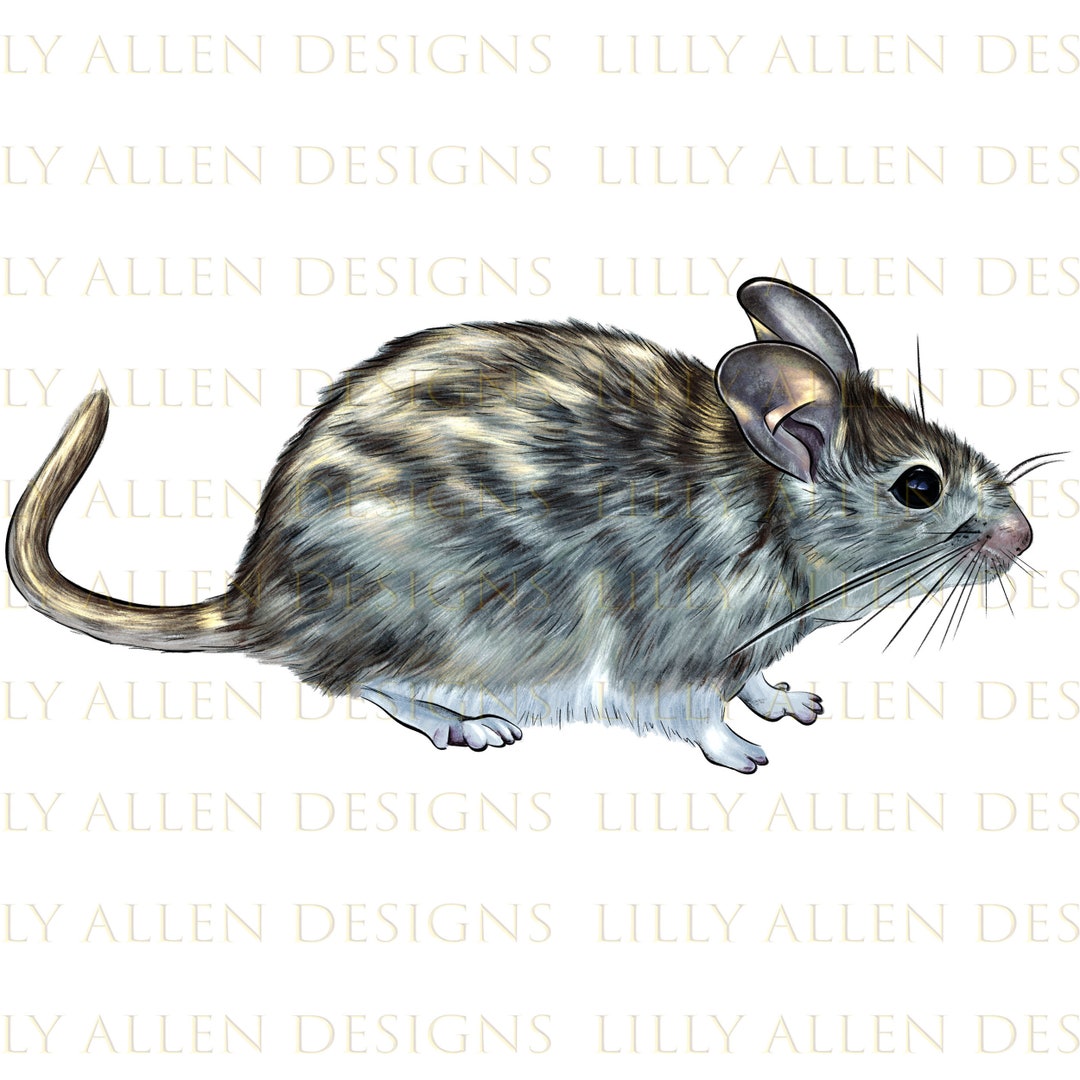 Pack Rat Png Sublimation Design Download, Hand Drawn Pack Rat Png ...