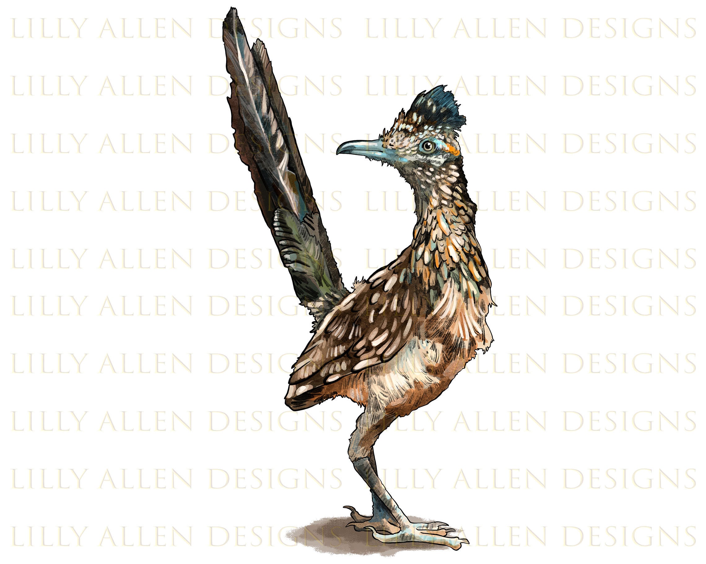 Roadrunner Bird Clipart Jpg