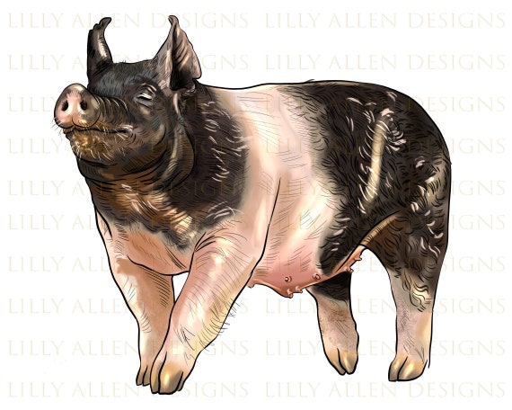 Hampshire Sow Pig Png Pig Png Sublimation Design Pig Png - Etsy