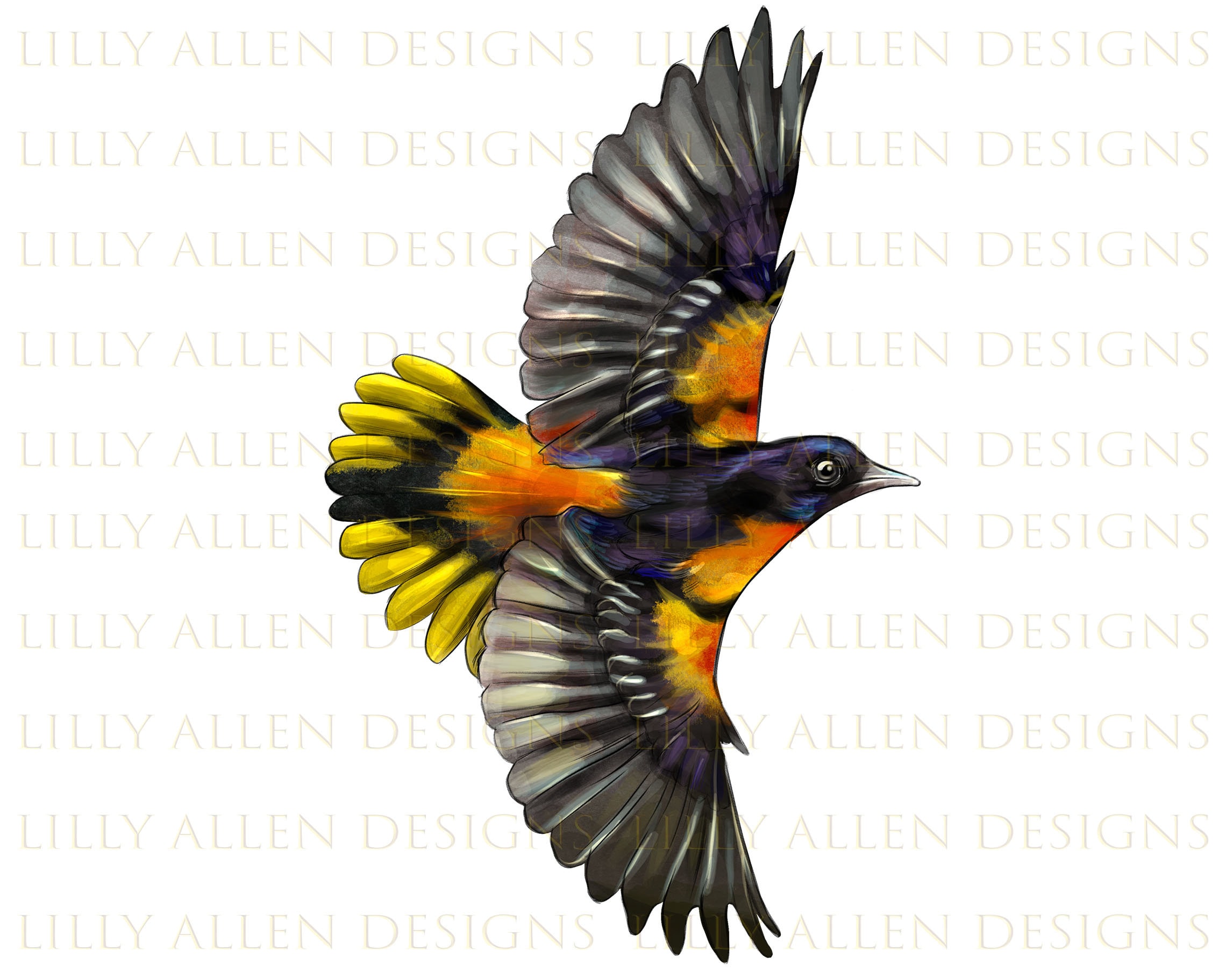 Northern Oriole Flying