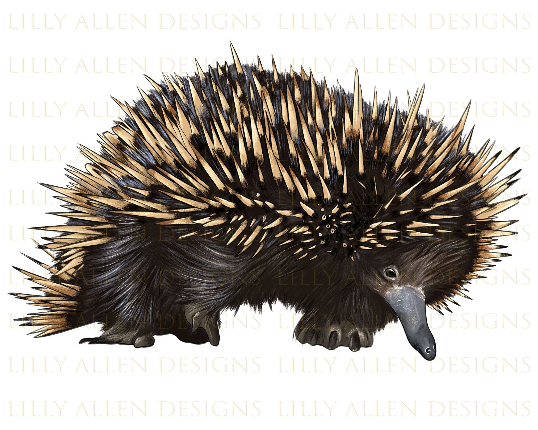 Short Beaked Echidna Illustrations Png Digital Download - Etsy Australia
