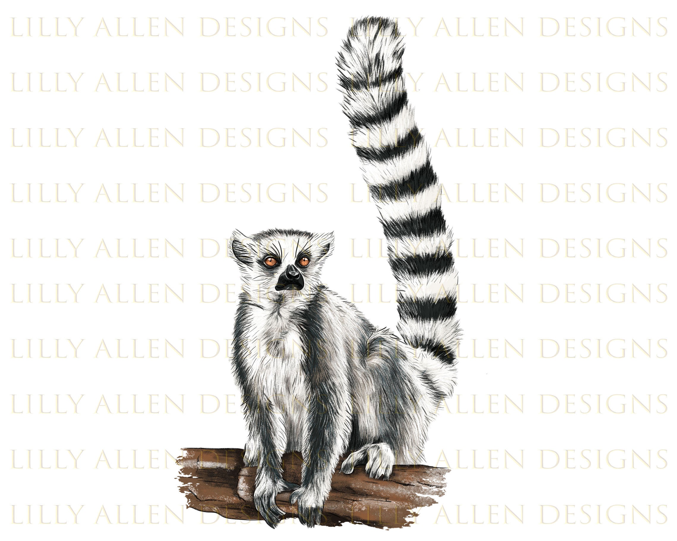 Ringtail Raccoon Information