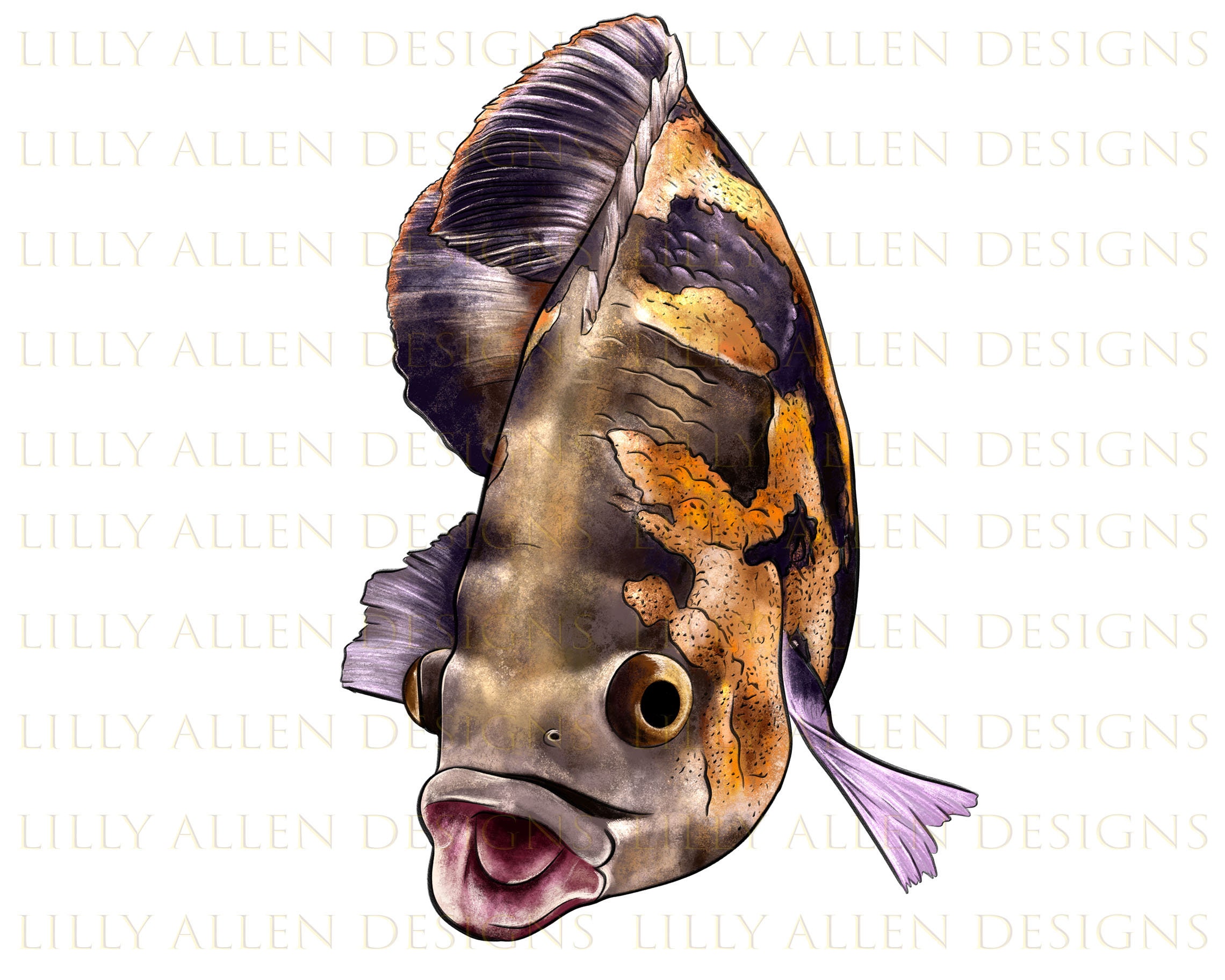 Veiled Oscar Cichlid