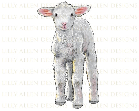 Realistic Baby Lamb Drawing