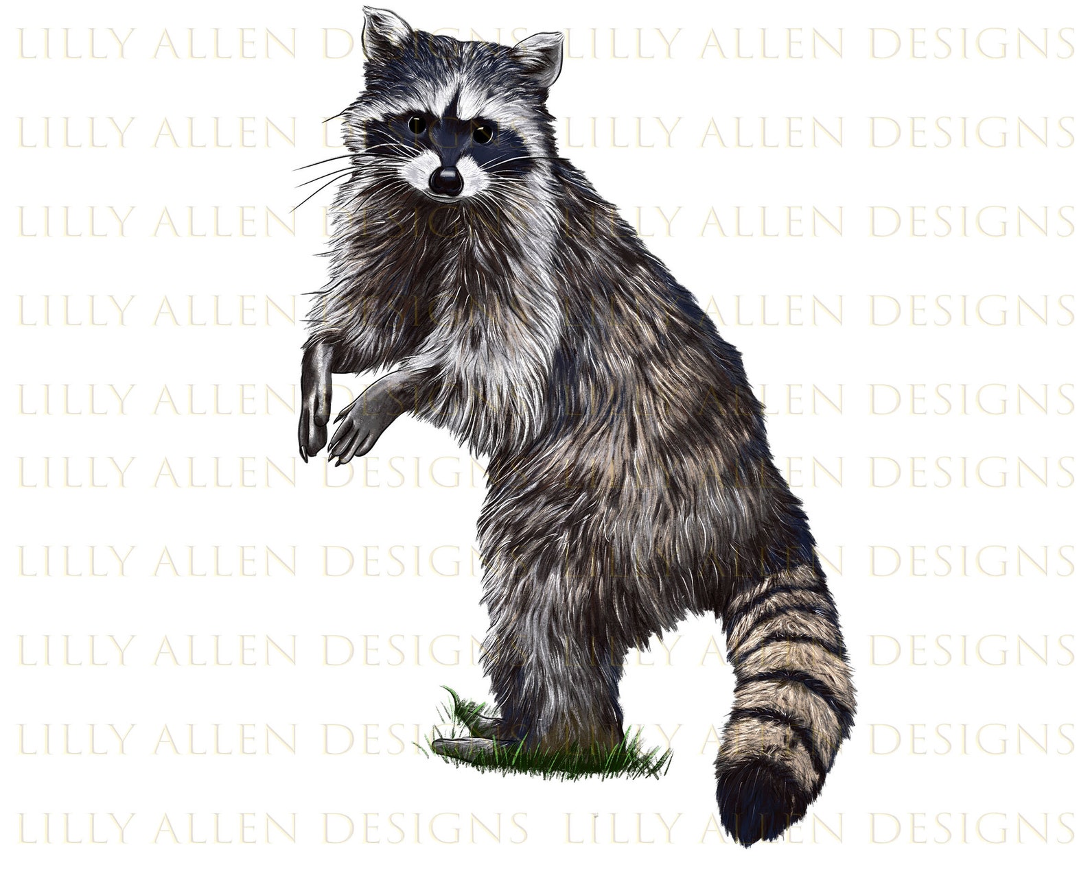 Raccoon Illustrations Png Digital Download Raccoon | Etsy
