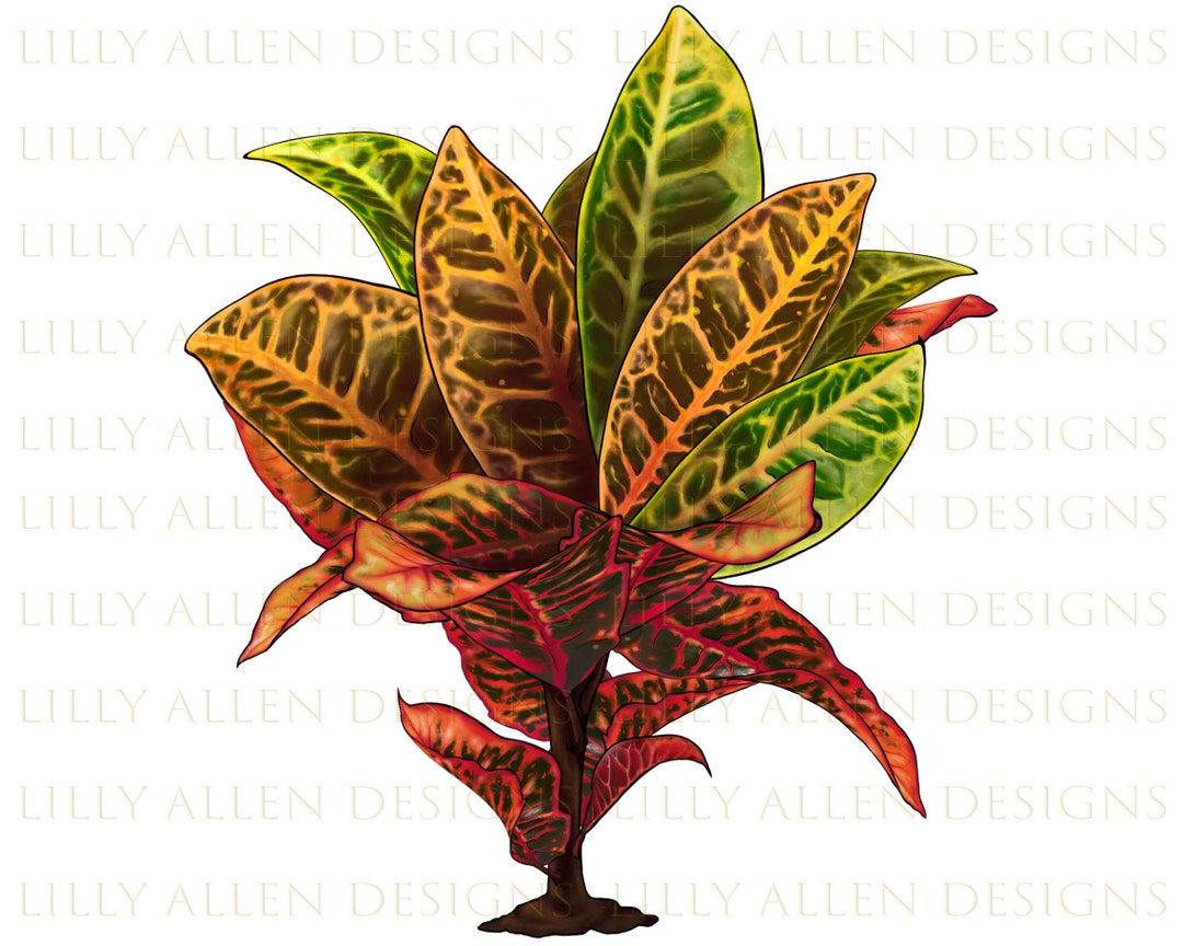 Croton Png Sublimation Design, Croton Clipart, Tropical Flower Png ...