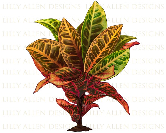 Croton Png Sublimation Design Croton Clipart Tropical Flower - Etsy