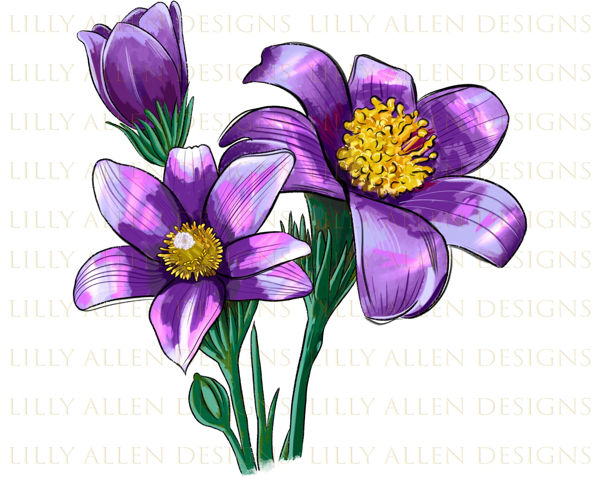 American Pasqueflower Coloring Page