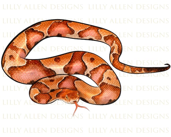 Copperhead Snake Head Drawing
