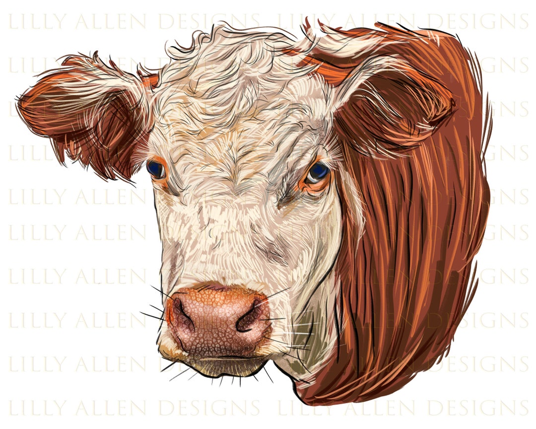 Hereford Cow Face Png, Western Hereford Cow Png, Cow Png, Cattle Png ...