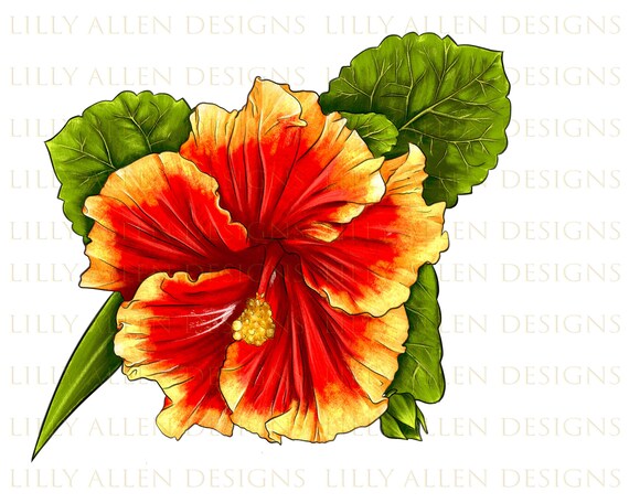 Hawaiian Hibiscus Flower Illustrations Png Digital - Etsy
