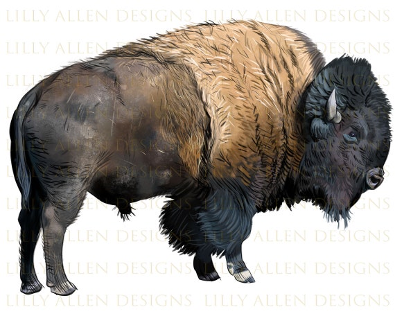 Bison Illustration