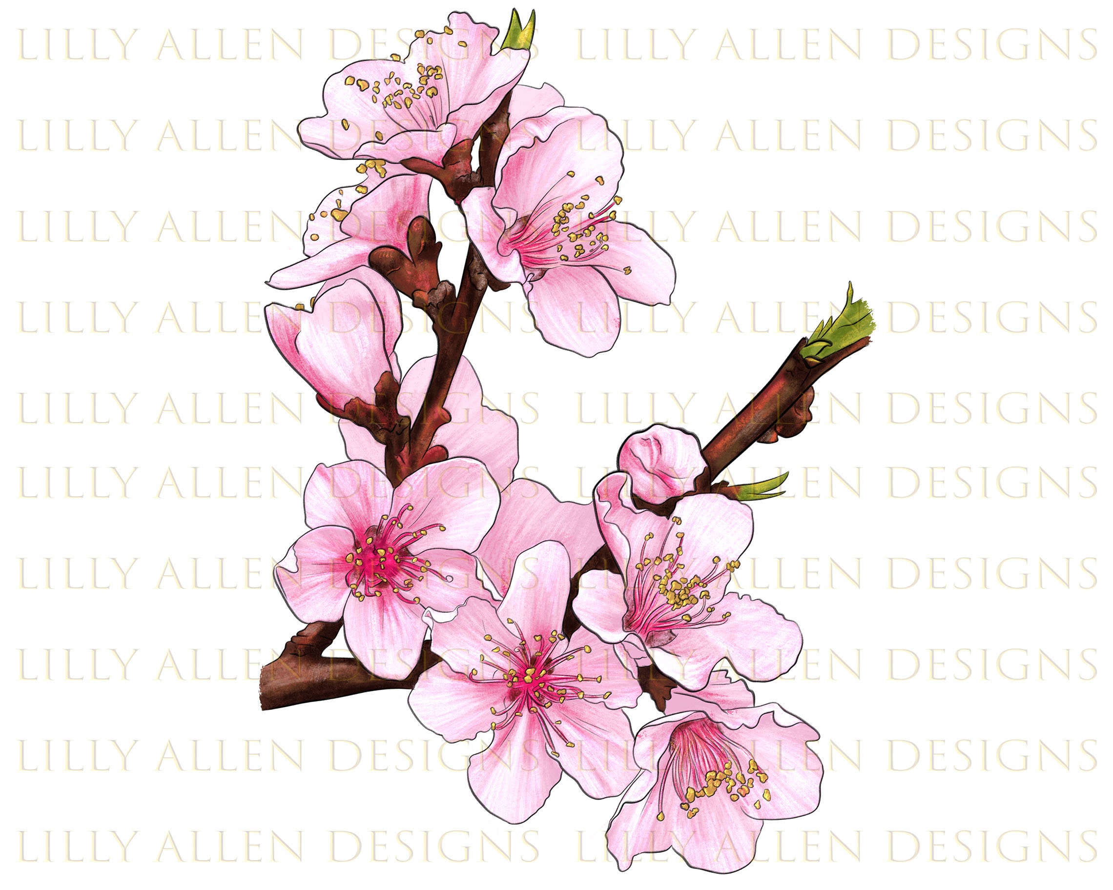 Peach Tree Blossom Drawing