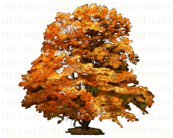 Sugar Maple Tree Illustrations Png Digital Download Tree Png - Etsy