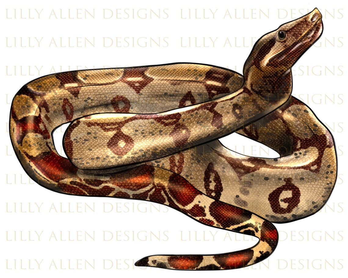 Red Tail Boa Snake Illustrations Png Digital Downloadsnake - Etsy