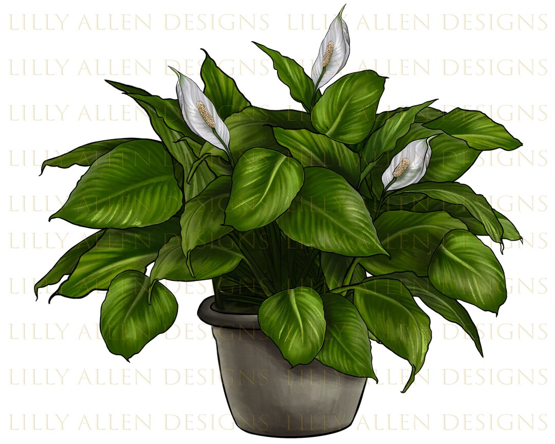 Peace Lily Png, Floral Png Sublimation Design, Hand Drawn Peace Lily ...