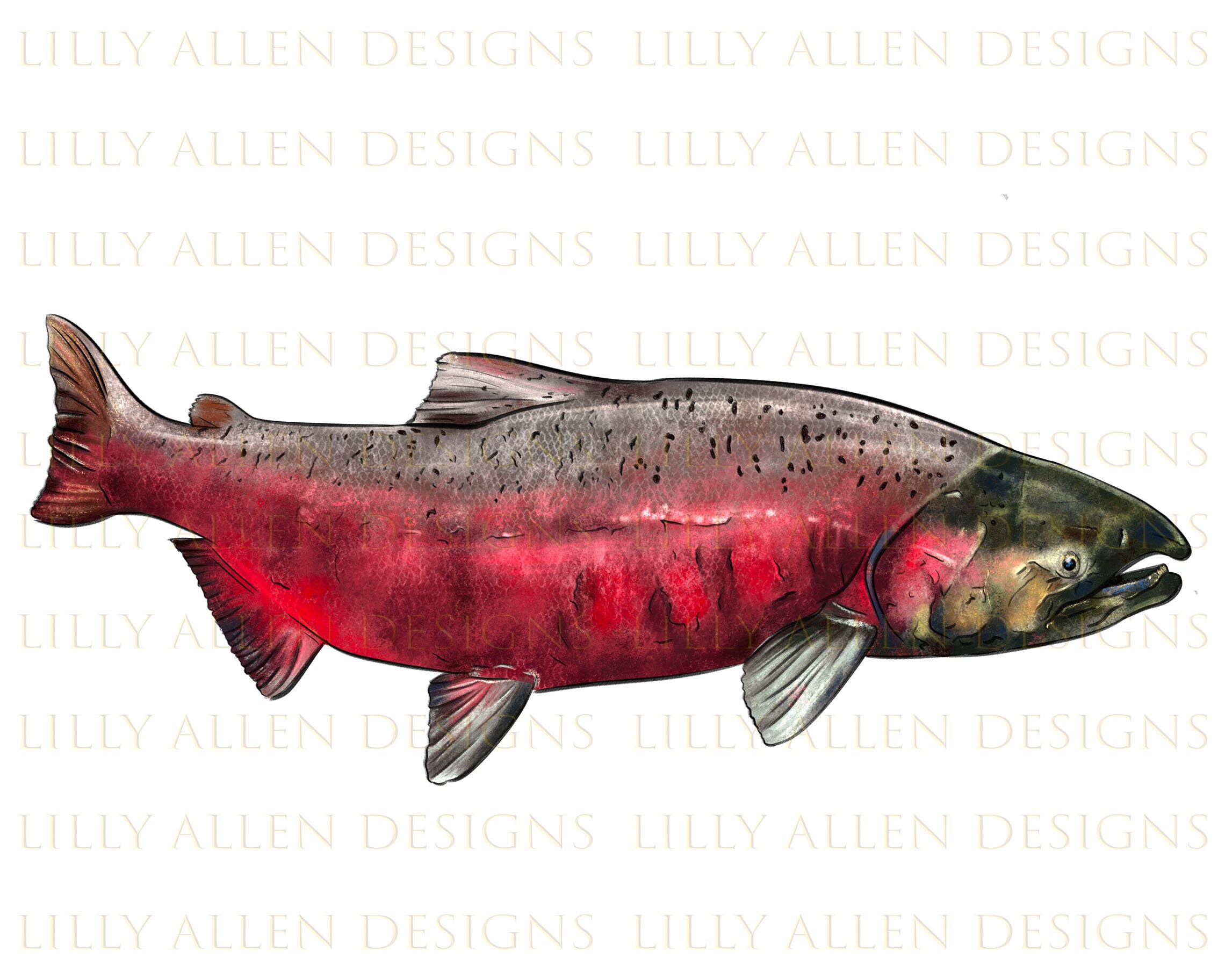 Baby Chinook Salmon