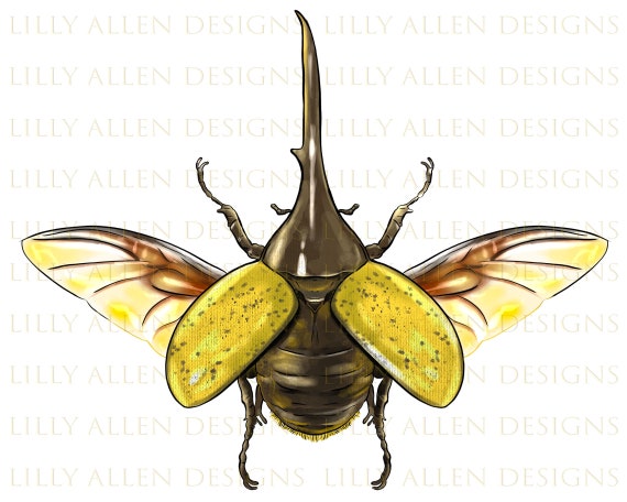 Beetle Wings Anatomy