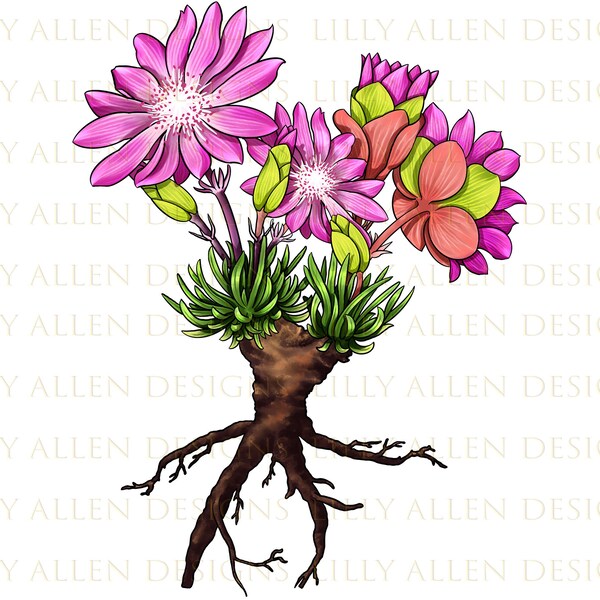 Bitterroot Flower - Etsy