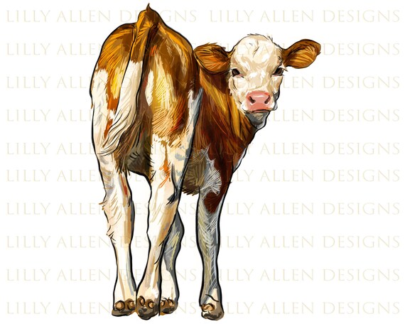 Simmental Cow And Calf