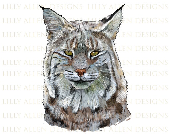 Bobcat Head Clipart