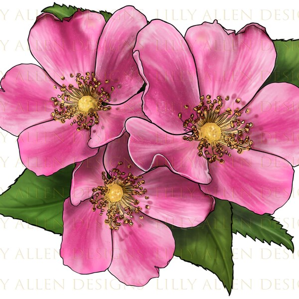 Wild Prairie Rose - Etsy