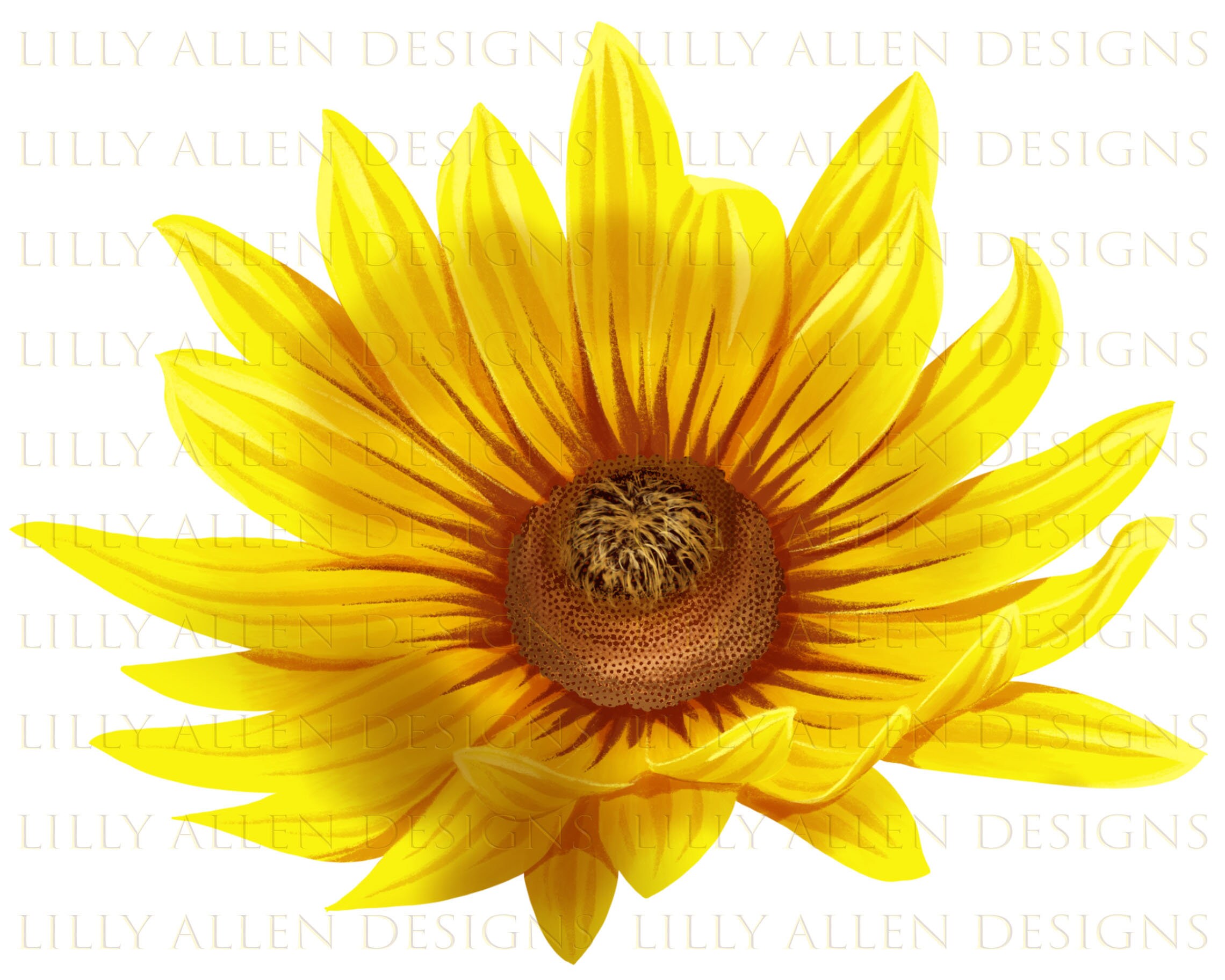 Sunflower White Background No Watermark