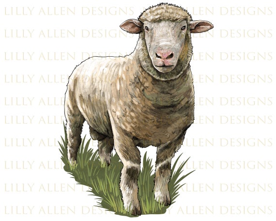 Dorset Sheep Png Hand Drawn Dorset Ram Png Sheep Png Ram - Etsy