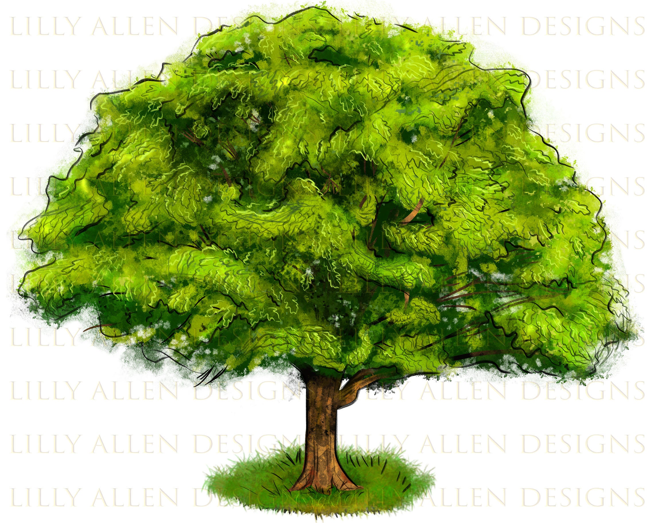 Oak Tree Drawing Color