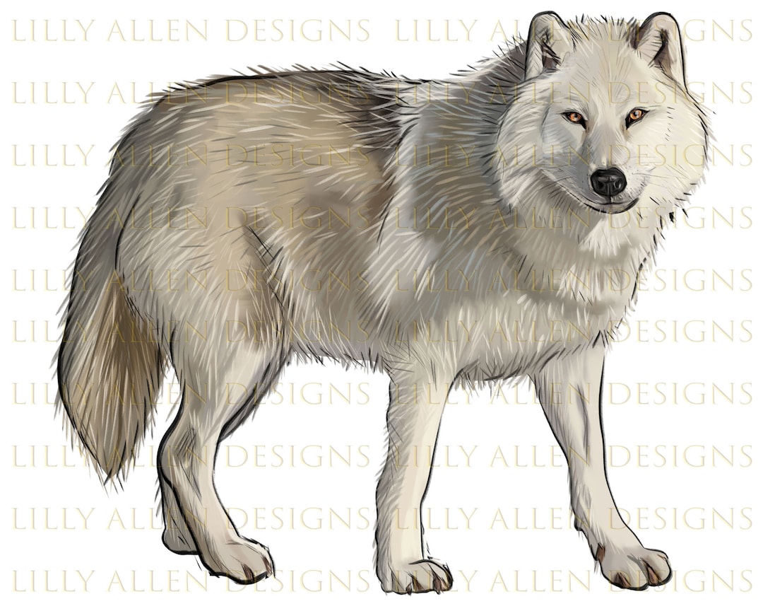 Arctic Wolf Png Sublimation Design, Hand Drawn Arctic Wolf Png, Arctic ...