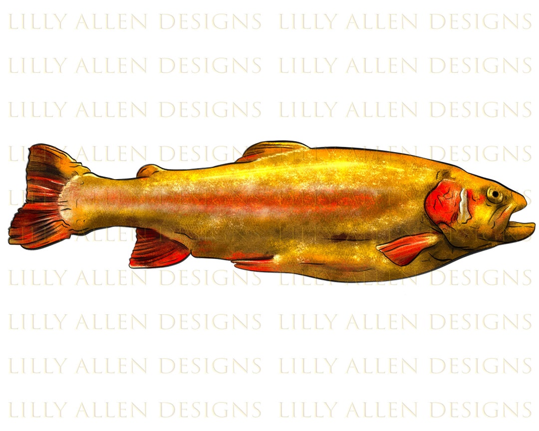 Golden Trout Illustrations Png Digital Download, Fish Illustration Png ...